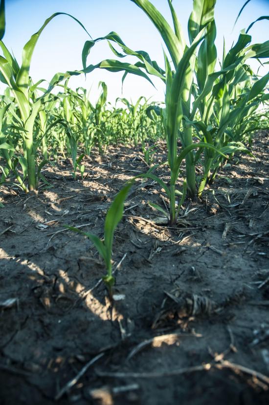 4 Fertility Tips for High-Yield Crops | Successful Farming